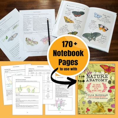Julia Rothman Notebook Companion Series - Daily Skill Building