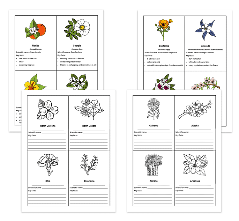 Genius Fact Cards - Over 1,000 Fact Cards | 5 Different Subjects!