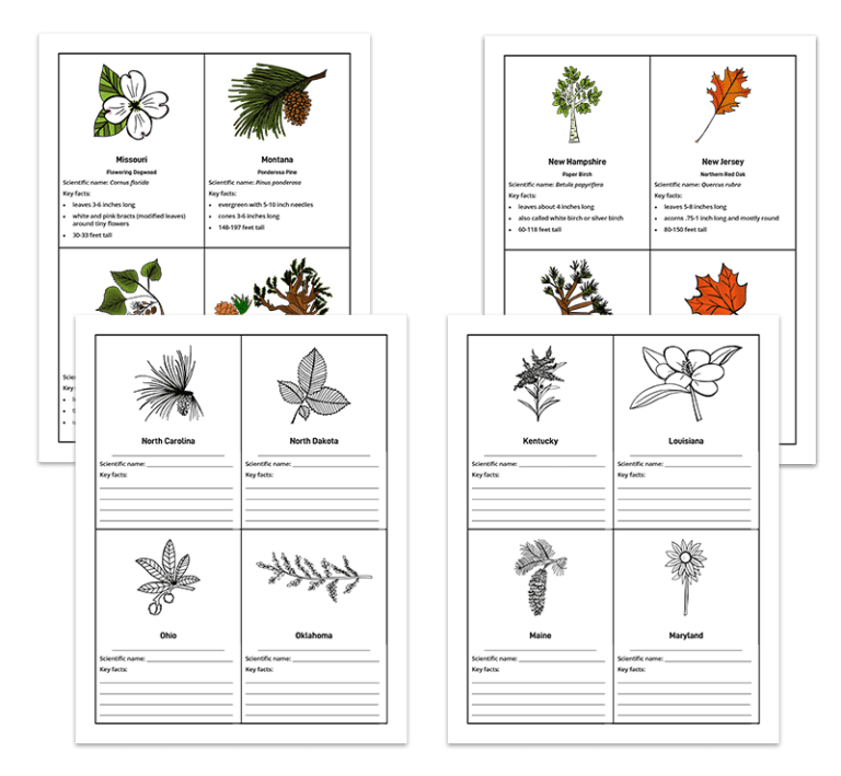 Genius Fact Cards - Over 1,000 Fact Cards | 5 Different Subjects!